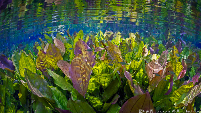 Python 里 Immutable和hashable的概念 晚花行乐 0523